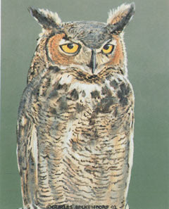 great horned owl pictures color