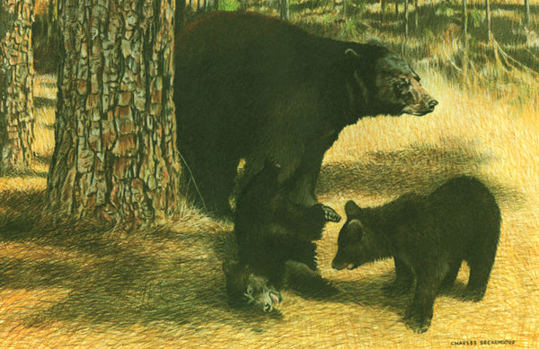 I - 45 Black Bear – Charles Beckendorf Gallery